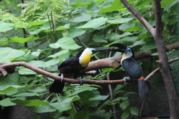 Valentinovo razotkriva sva lica mužjaka u životinjskom svijetu - Wish mama